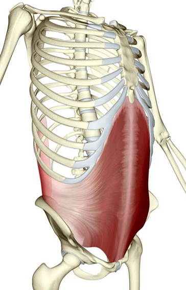 Le périnée - Myriam Loboda