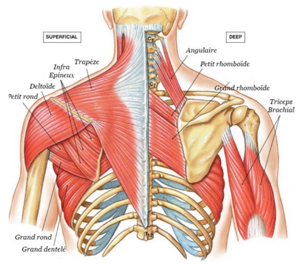 Douleurs d'épaule et ostéopathie - Myriam Loboda