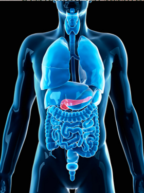 Pancréas - Myriam Loboda